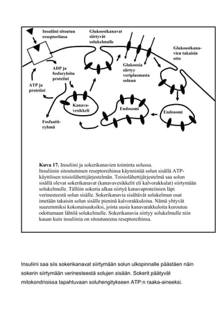 Haima, insuliini, glukagoni ja sokeritauti | PDF