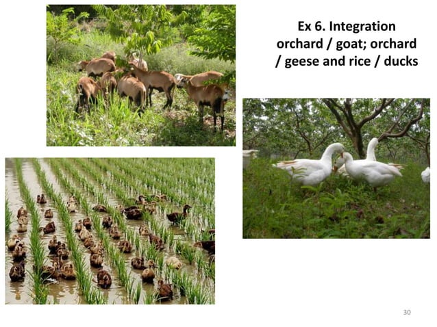 Enhancing the roles of ecosystem services in agriculture ...