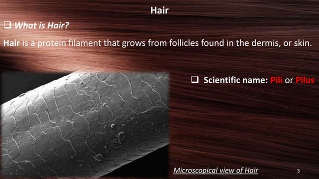 Hair | PPSX | Skin and Dermatology | Diseases and Conditions