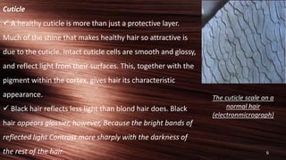 Hair | PPSX