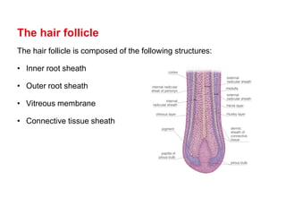 Hair-presentation.pdf it's all about the minor details of hair anatomy ...