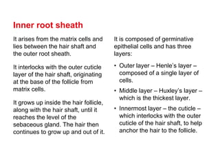 Hair-presentation.pdf it's all about the minor details of hair anatomy ...