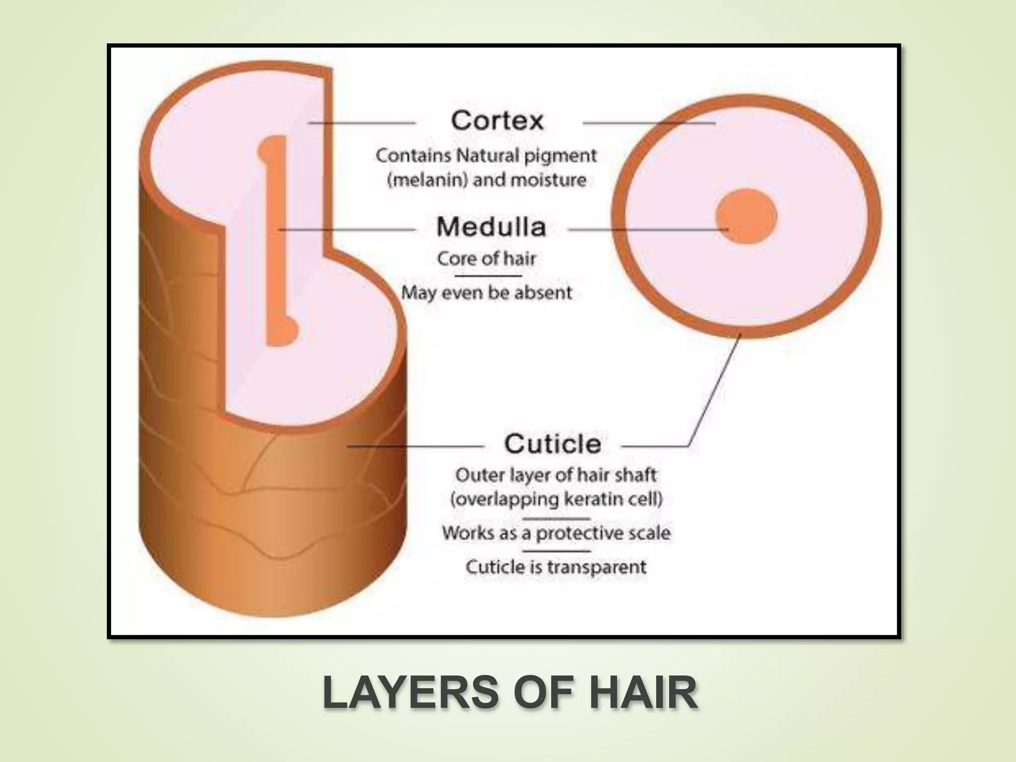 Hair sturcture and hair cycle | PPTX