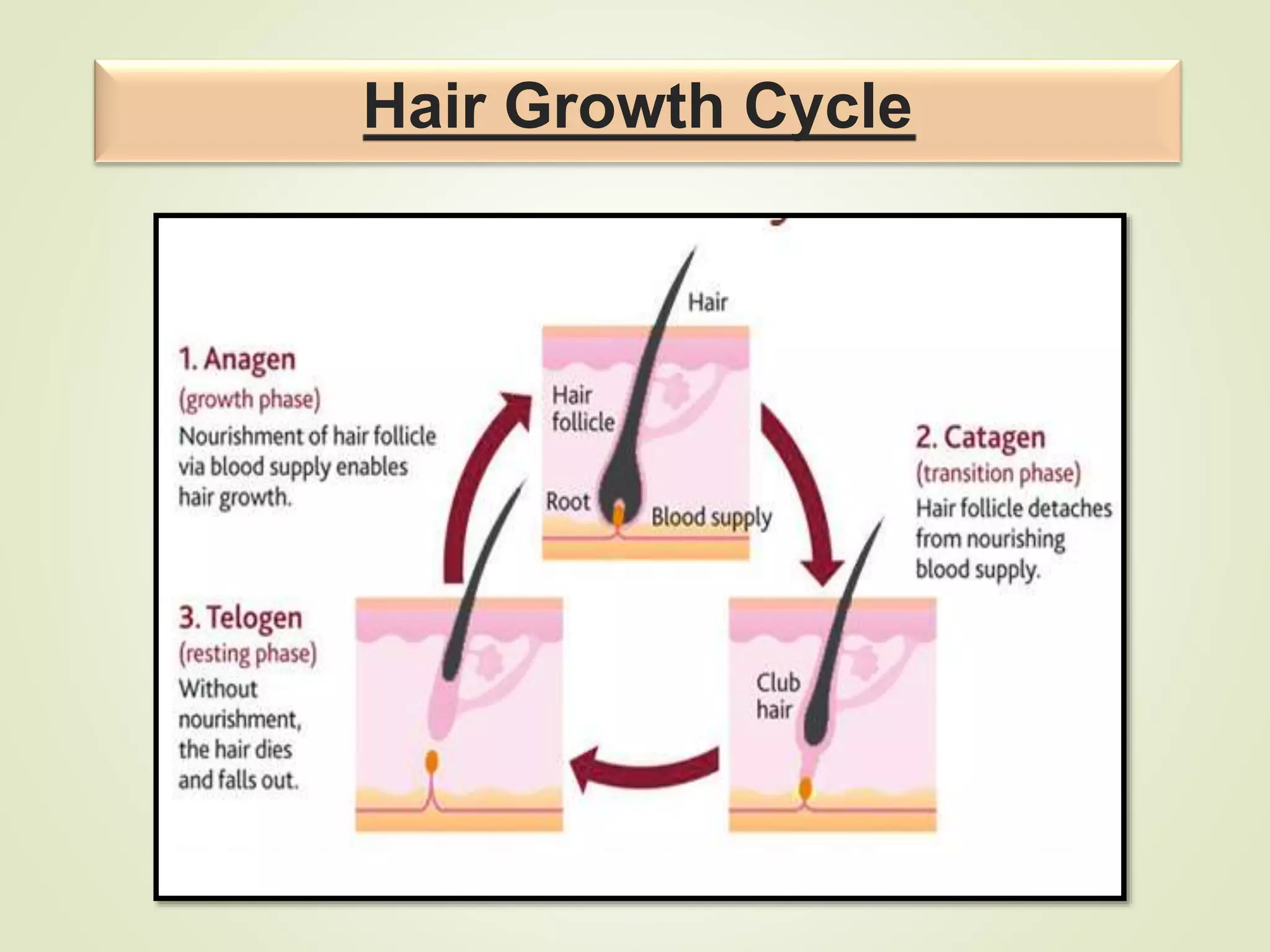 Hair sturcture and hair cycle | PPTX