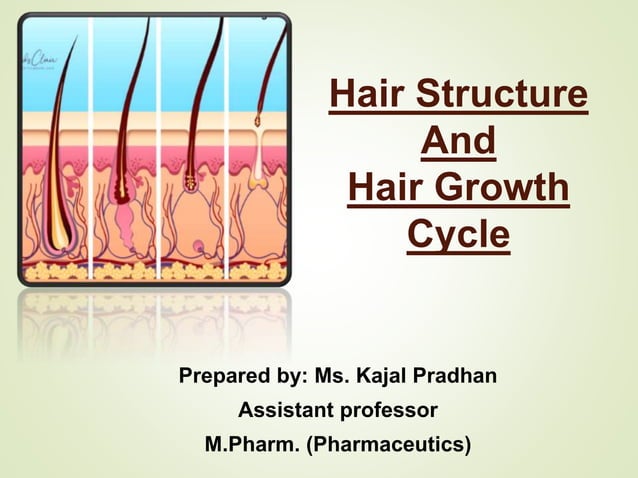 Hair sturcture and hair cycle | PPT