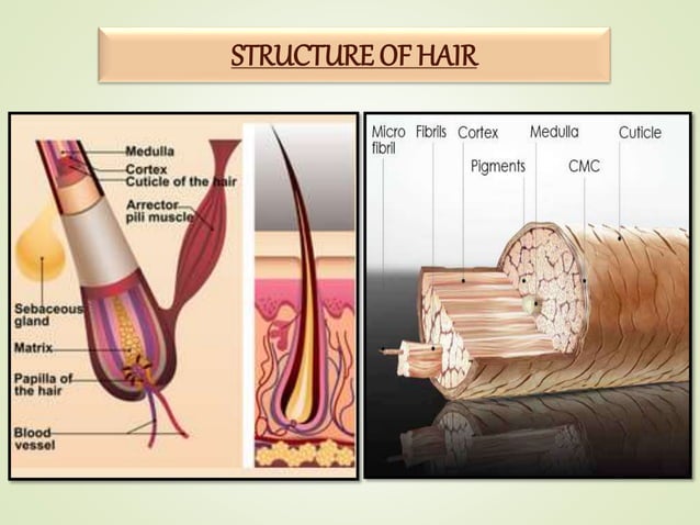 Hair sturcture and hair cycle | PPT