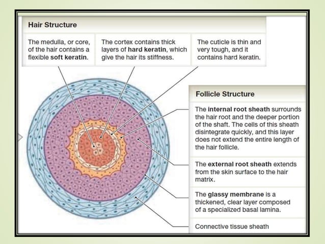 Hair sturcture and hair cycle | PPT