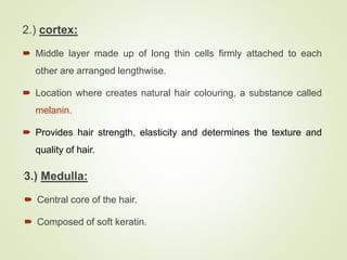 Hair sturcture and hair cycle | PPT