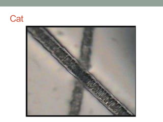 Hair and fiber samples | PPTX