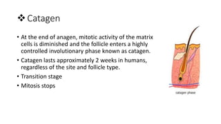 Hair and hair growth cycle | PPTX