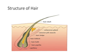Hair and hair growth cycle | PPTX