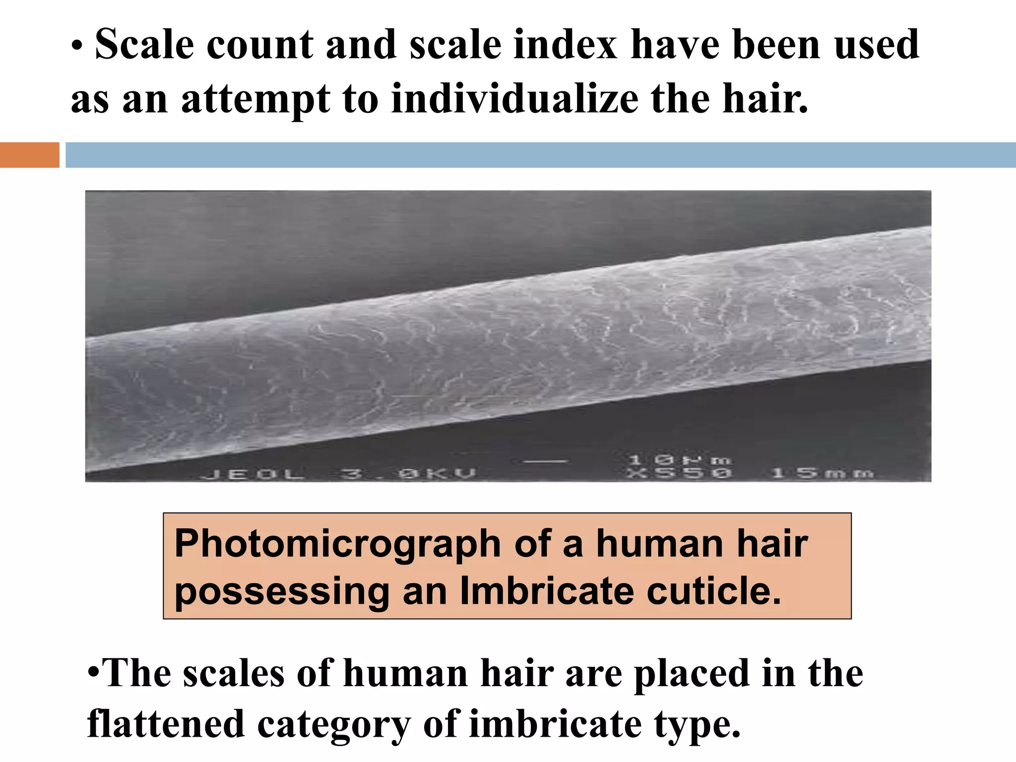Hair as a forensic evidence | PPT