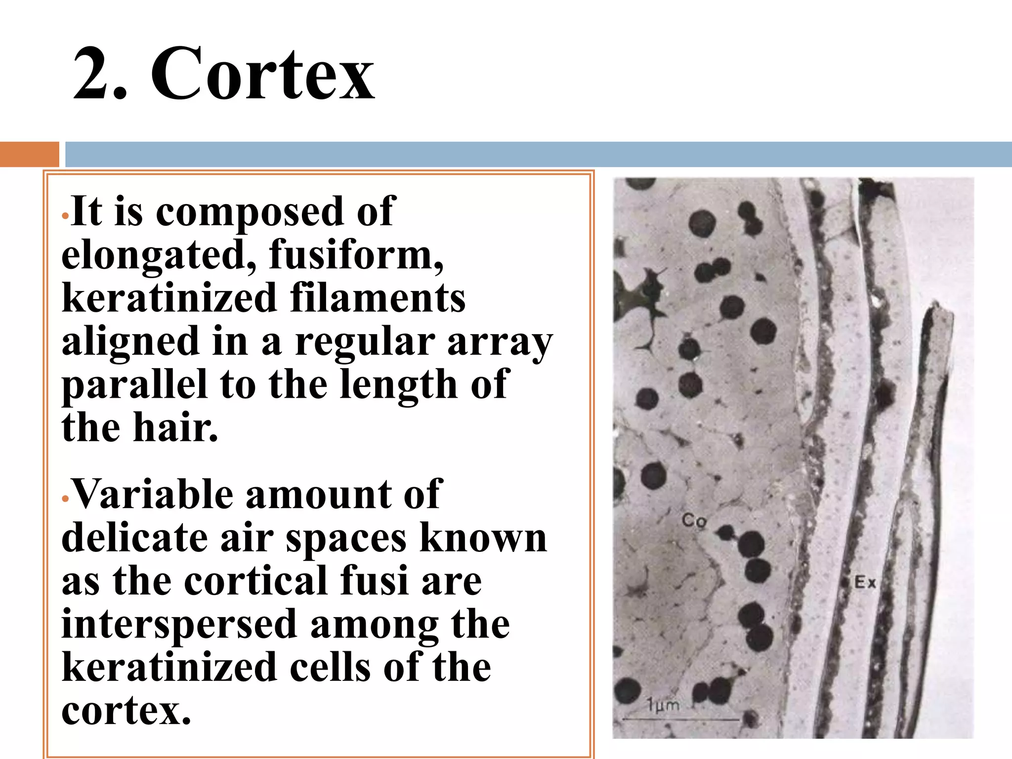 Hair as a forensic evidence | PPT