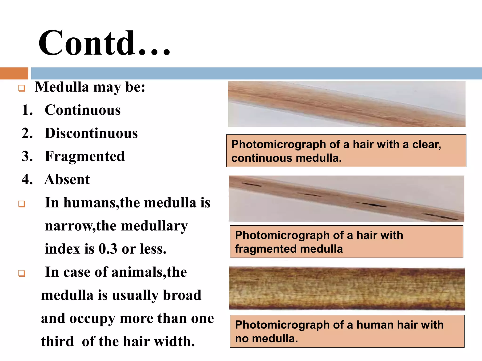 Hair as a forensic evidence | PPT