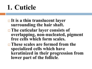Hair as a forensic evidence | PPT