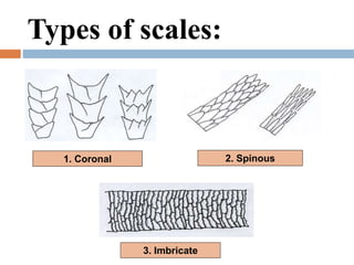 Hair as a forensic evidence | PPT