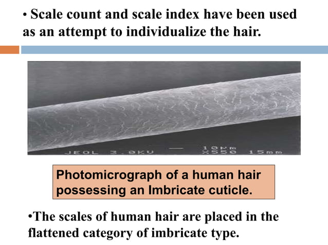 Hair as a forensic evidence | PPT