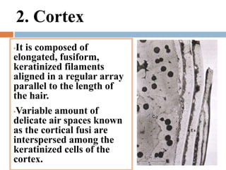 Hair as a forensic evidence | PPT