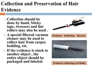 Hair as a forensic evidence | PPT