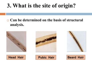 Hair as a forensic evidence | PPT