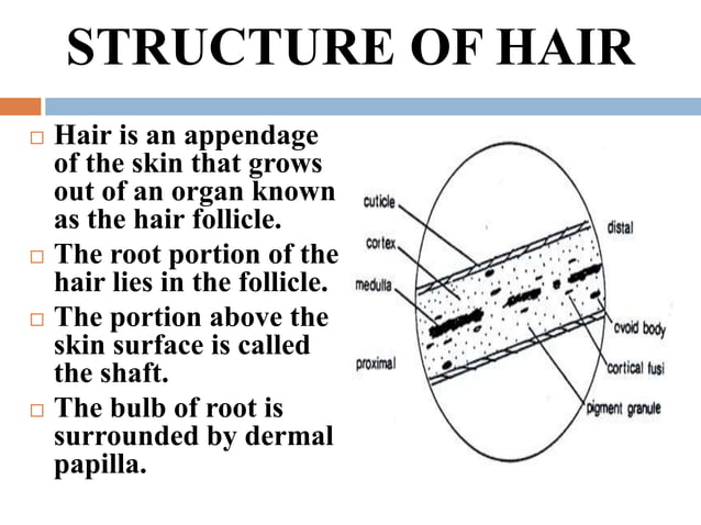 Hair as a forensic evidence | PPT