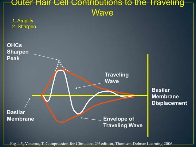 Hair cell function and purpose | PPTX | Ear, Nose and Throat Conditions ...
