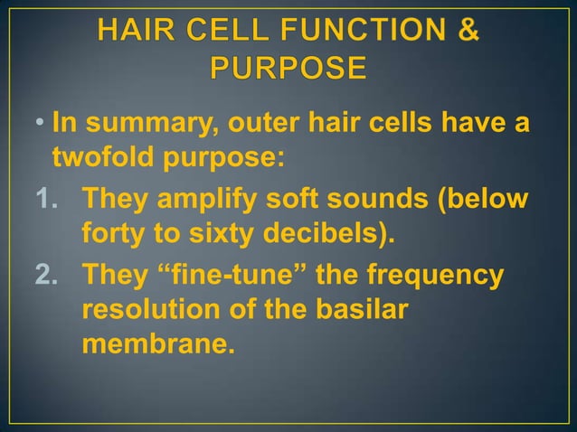 Hair cell function and purpose | PPTX | Ear, Nose and Throat Conditions ...