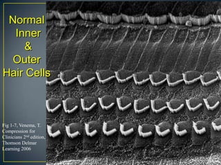 Hair cell function and purpose | PPTX