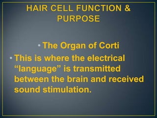 Hair cell function and purpose | PPTX