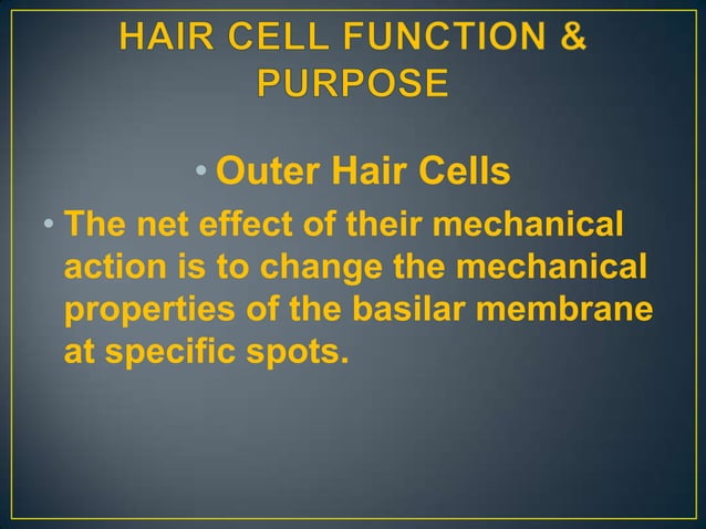 Hair cell function and purpose | PPTX | Ear, Nose and Throat Conditions ...