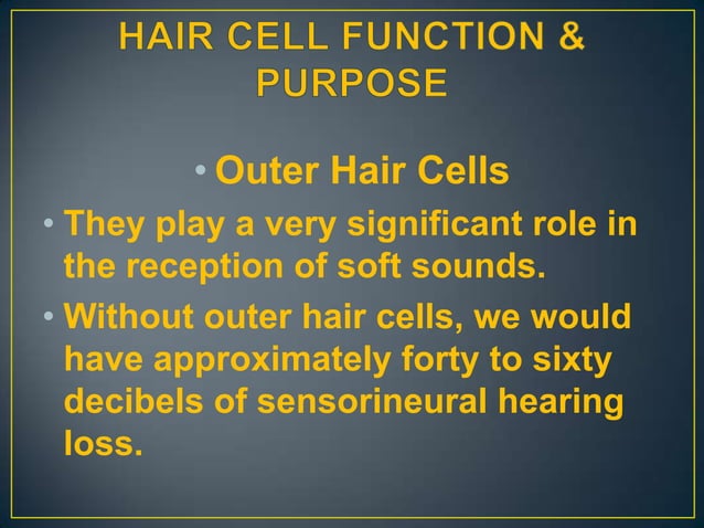 Hair cell function and purpose | PPTX | Ear, Nose and Throat Conditions ...