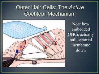 Hair cell function and purpose | PPT