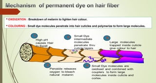 Hair Colour Basics | PPTX