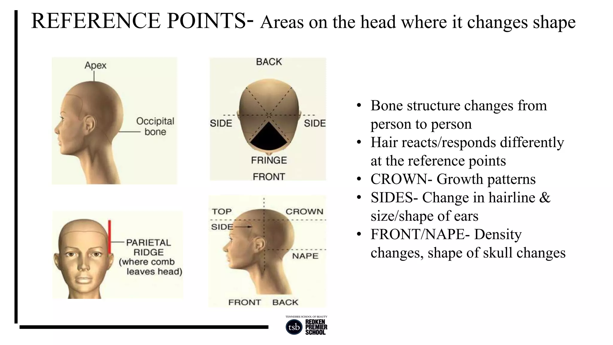 Haircutting weeks 5 & 6 | PPTX