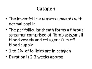 Hair cycle by aseem | PPTX