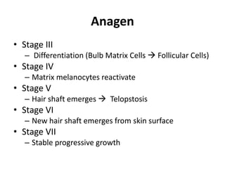 Hair cycle by aseem | PPT