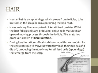 Hair defects and differential diagnosis | PPTX