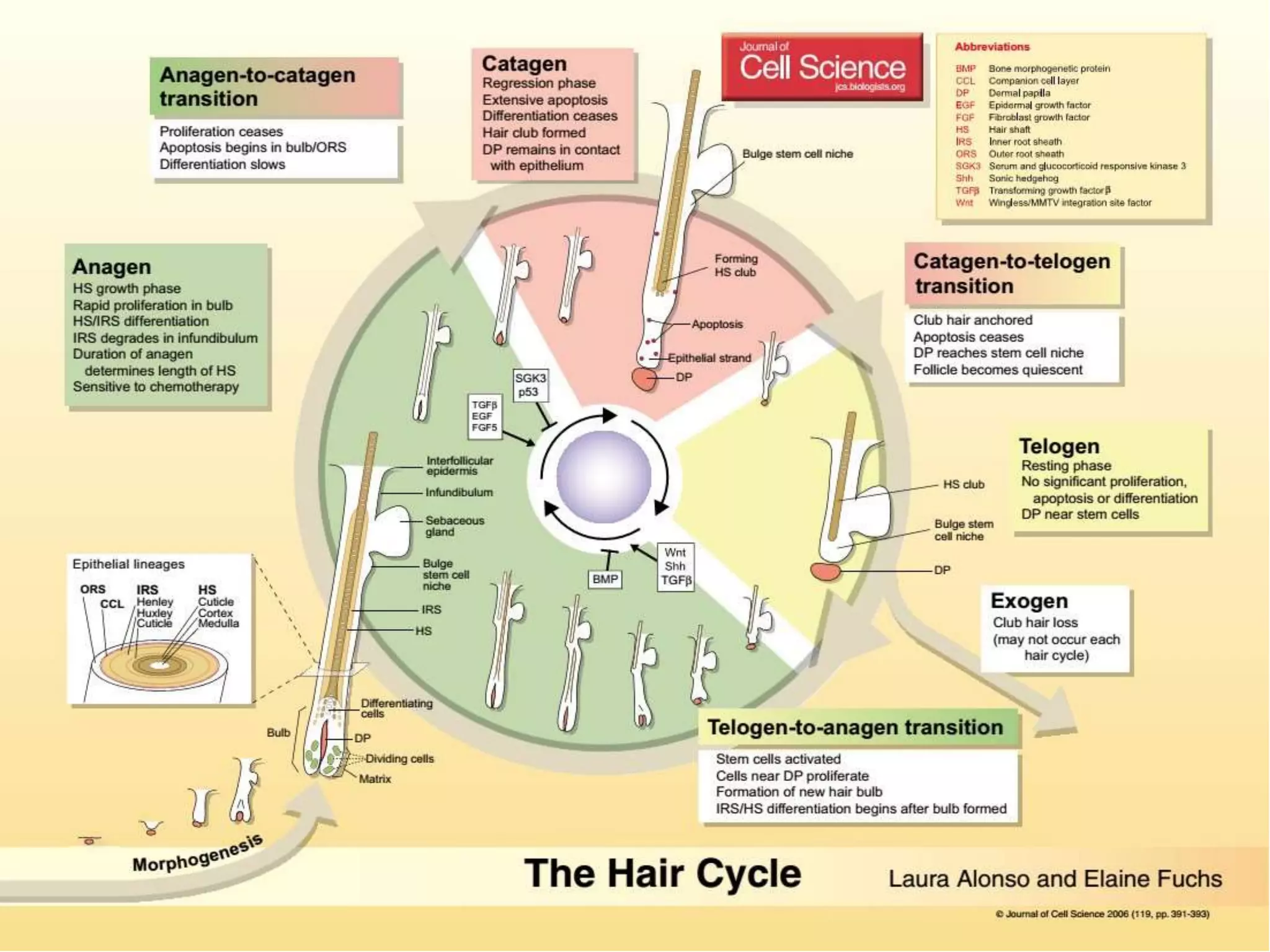 HAIR Disorders.pptx