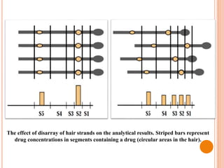 Hair drug analysis ppt | PPTX | Illegal Drugs, Tobacco, eCigarettes ...