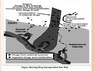 Hair drug analysis ppt | PPTX | Illegal Drugs, Tobacco, eCigarettes ...