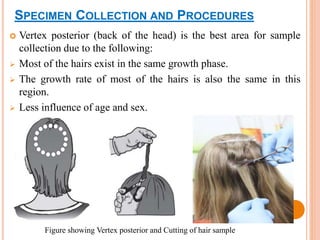 Hair drug analysis ppt | PPTX