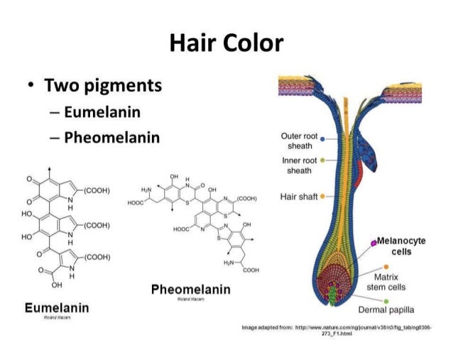 Hair Dye hair-dye