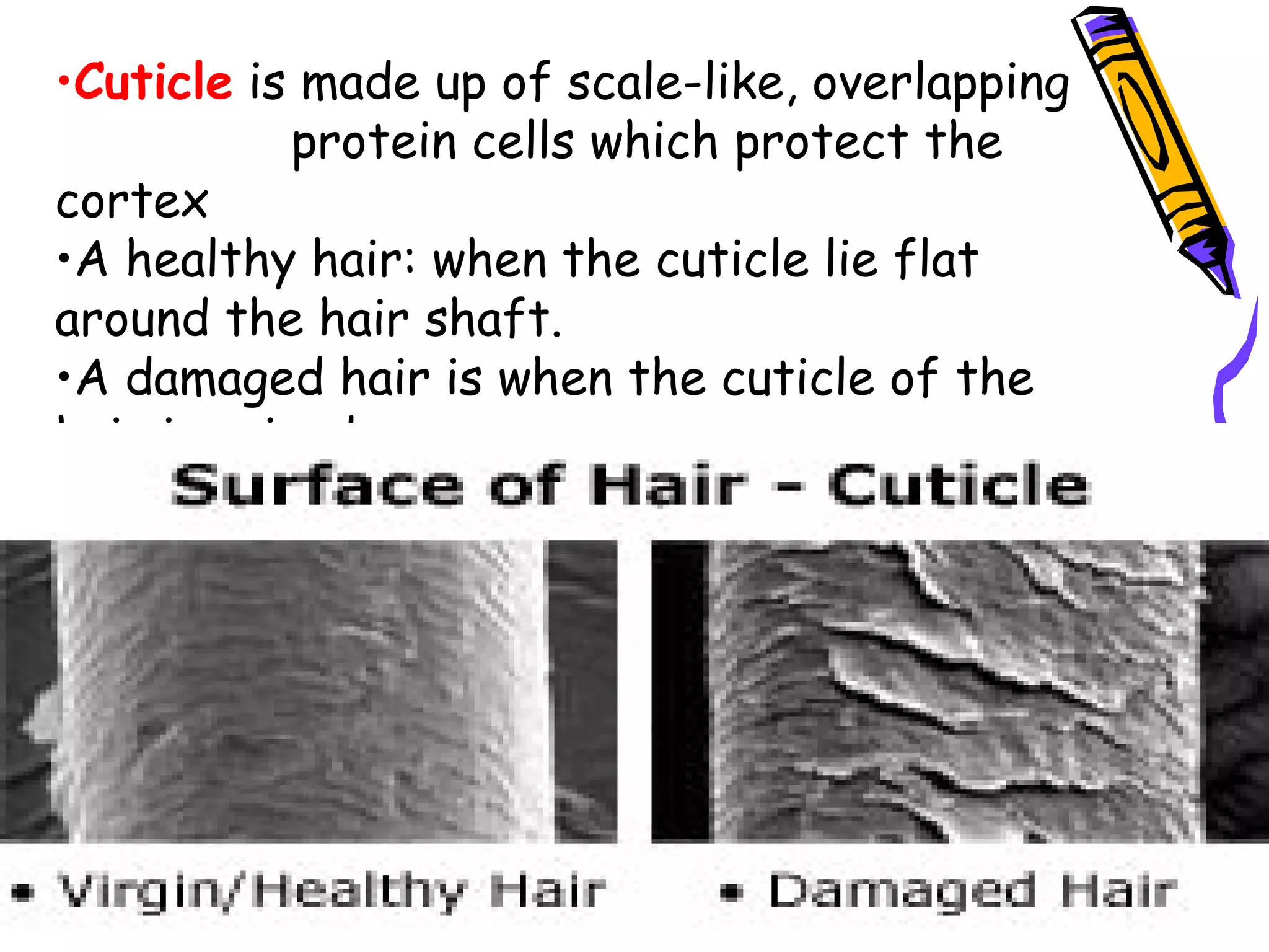 Hair dye presentation | PPT