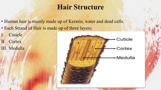 Hair dyes and colourants | PDF | Skin and Dermatology | Diseases and Conditions