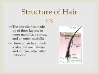 Hair evidence | PPTX