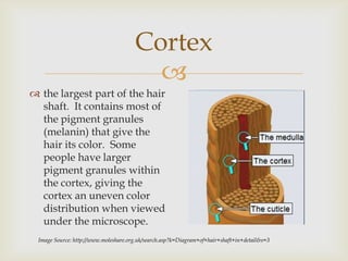 Hair evidence | PPTX