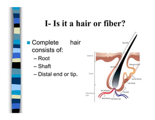 Hair examination | PDF