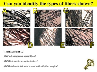 Hair fibers | PPT