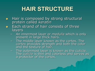 Hair follicle | PPTX