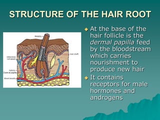Hair follicle | PPTX